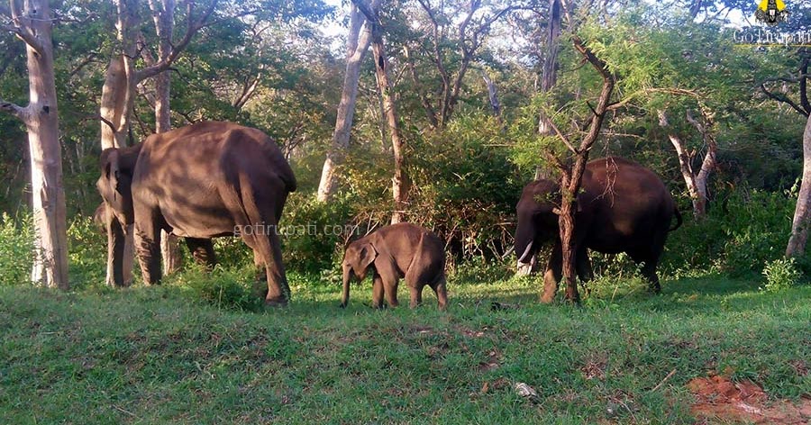 GoTirupati: Kalakadu Tiger Reserve