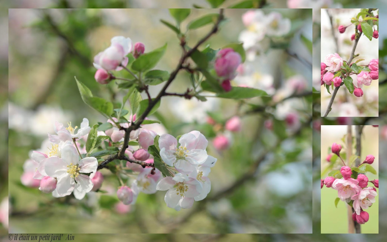 IL ETAIT UN PETIT JARD'AIN ...: FOCUS PRUNUS MALUS TRESORUS ...