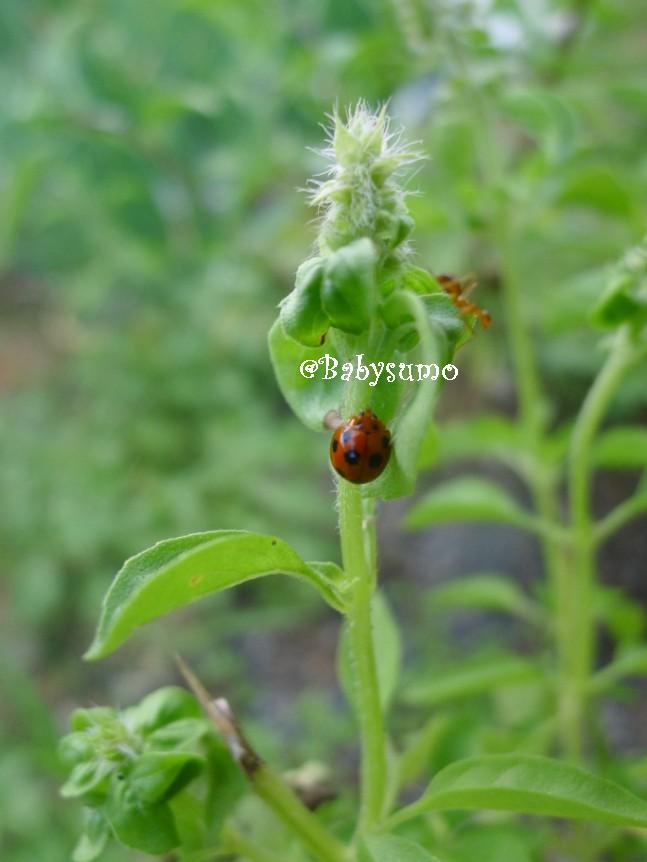 Baby Sumo Photography: Fight Club (Insects Version) - KL, Malaysia