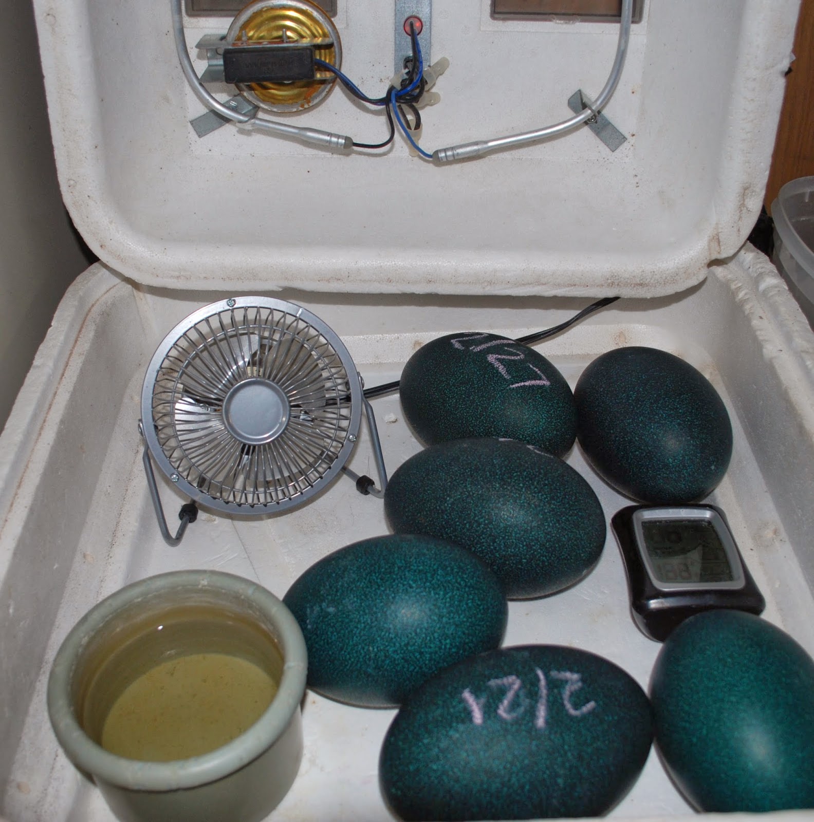 Emu Egg Hatching