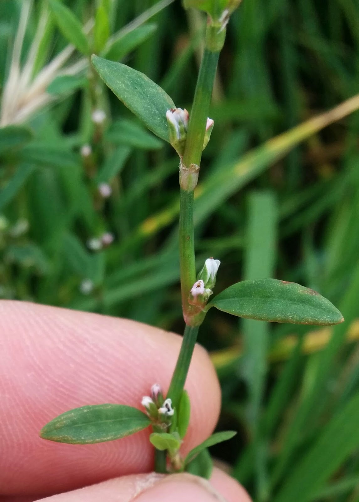 Wild Life: Common Knotweed