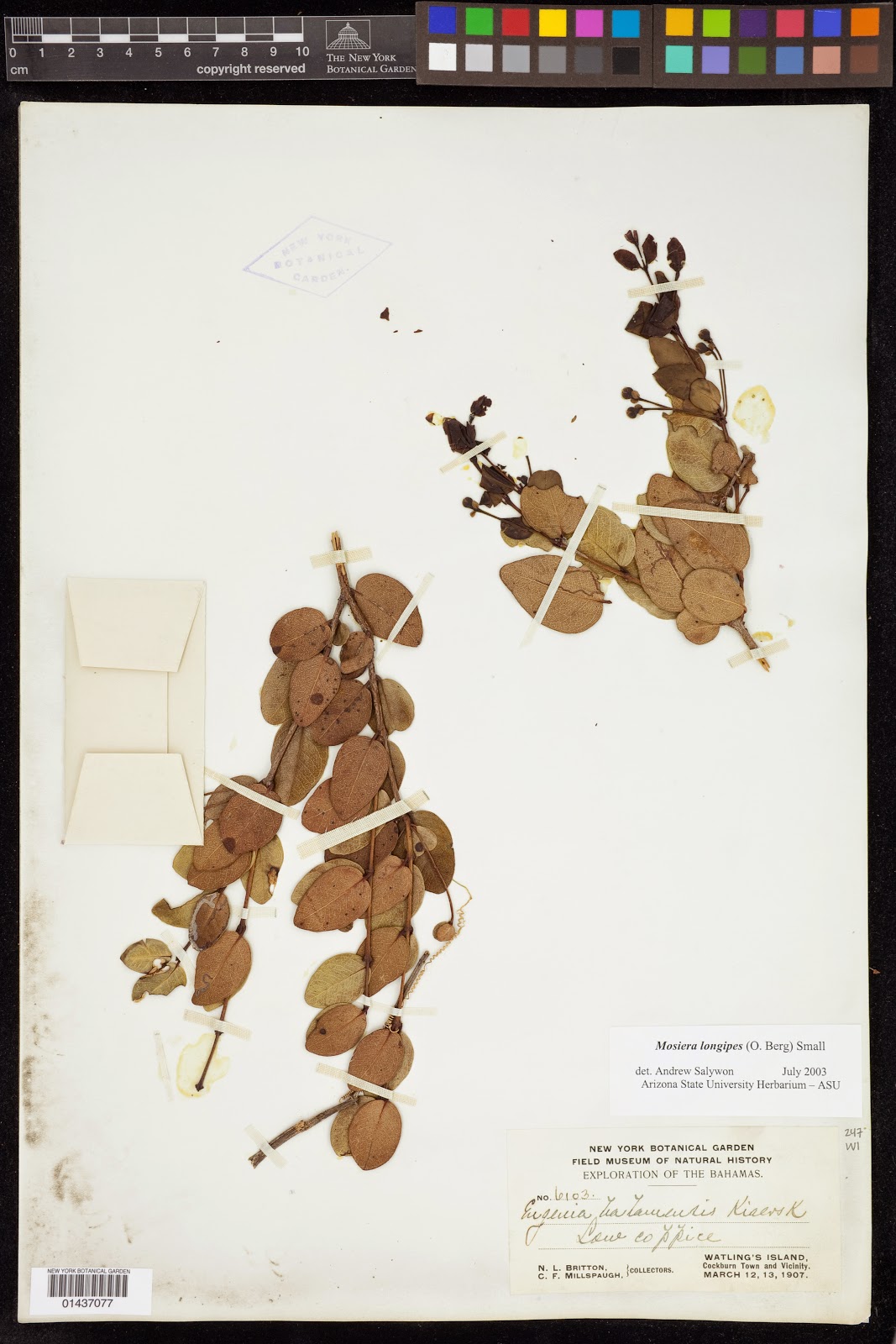 Flora de Puerto Rico Ilustrada Papo Vives: M,YRTACEAE MOSIERA LONGIPES ...