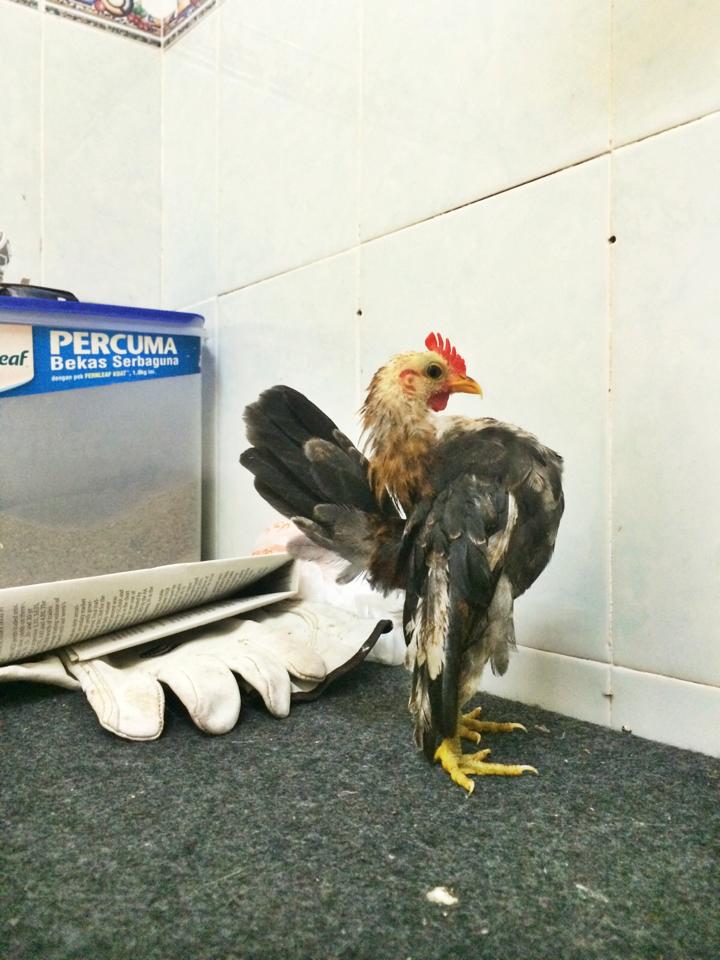 SERAMA: The fearless chicken that can be worth up to USD 10,000 ...