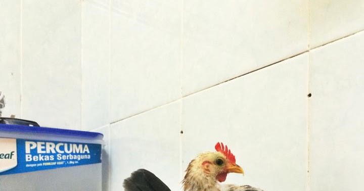 SERAMA: The fearless chicken that can be worth up to USD 10,000 ...