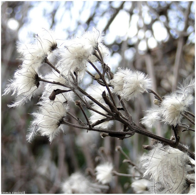 Flocons - My Point Of View