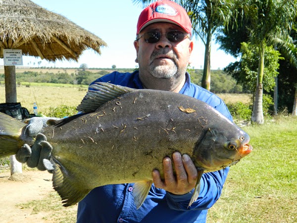 PESQUEIRO TRÊS LAGOAS - AMBIENTE AGRADÁVEL E GRANDES PEIXES ~ TAMBALUKO ...