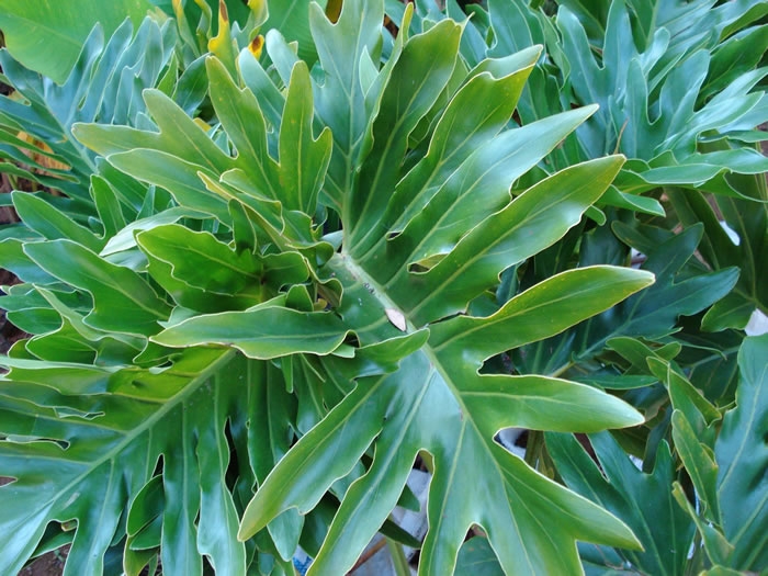 RW PAISAGISMO: ESCULTÓRICA: GUAIMBÊS