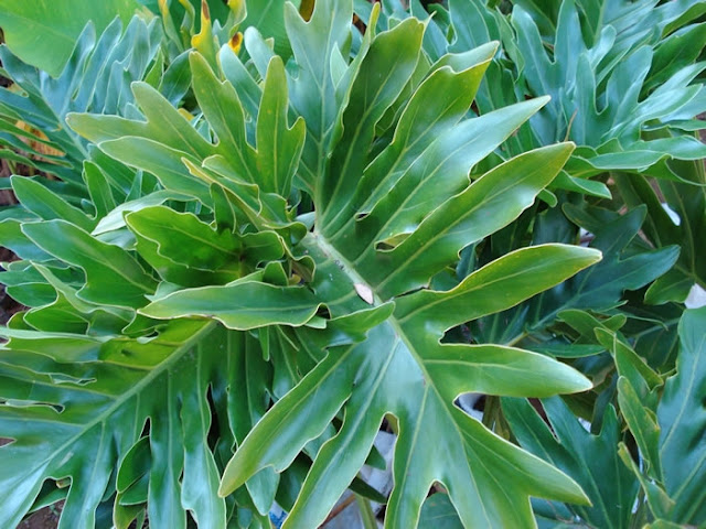 RW PAISAGISMO: ESCULTÓRICA: GUAIMBÊS