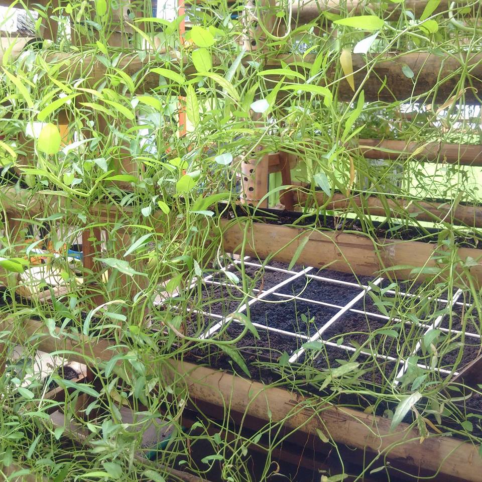 Lemon GreenTea: Cervantes Farm advocates Square Foot and Vertical ...