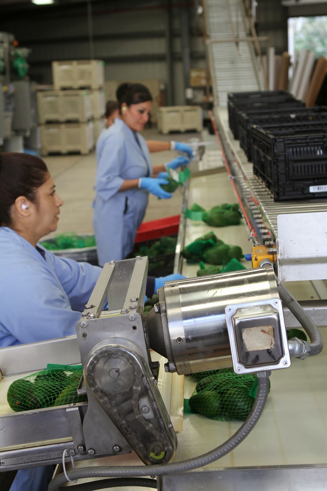 Travels by Tom: Mission Produce, Oxnard