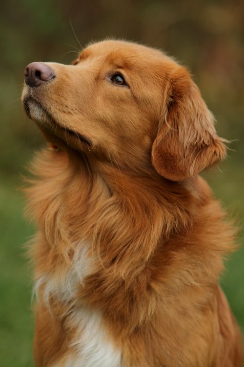 Everything about your Nova Scotia Duck Tolling Retriever - Luv My Dogs