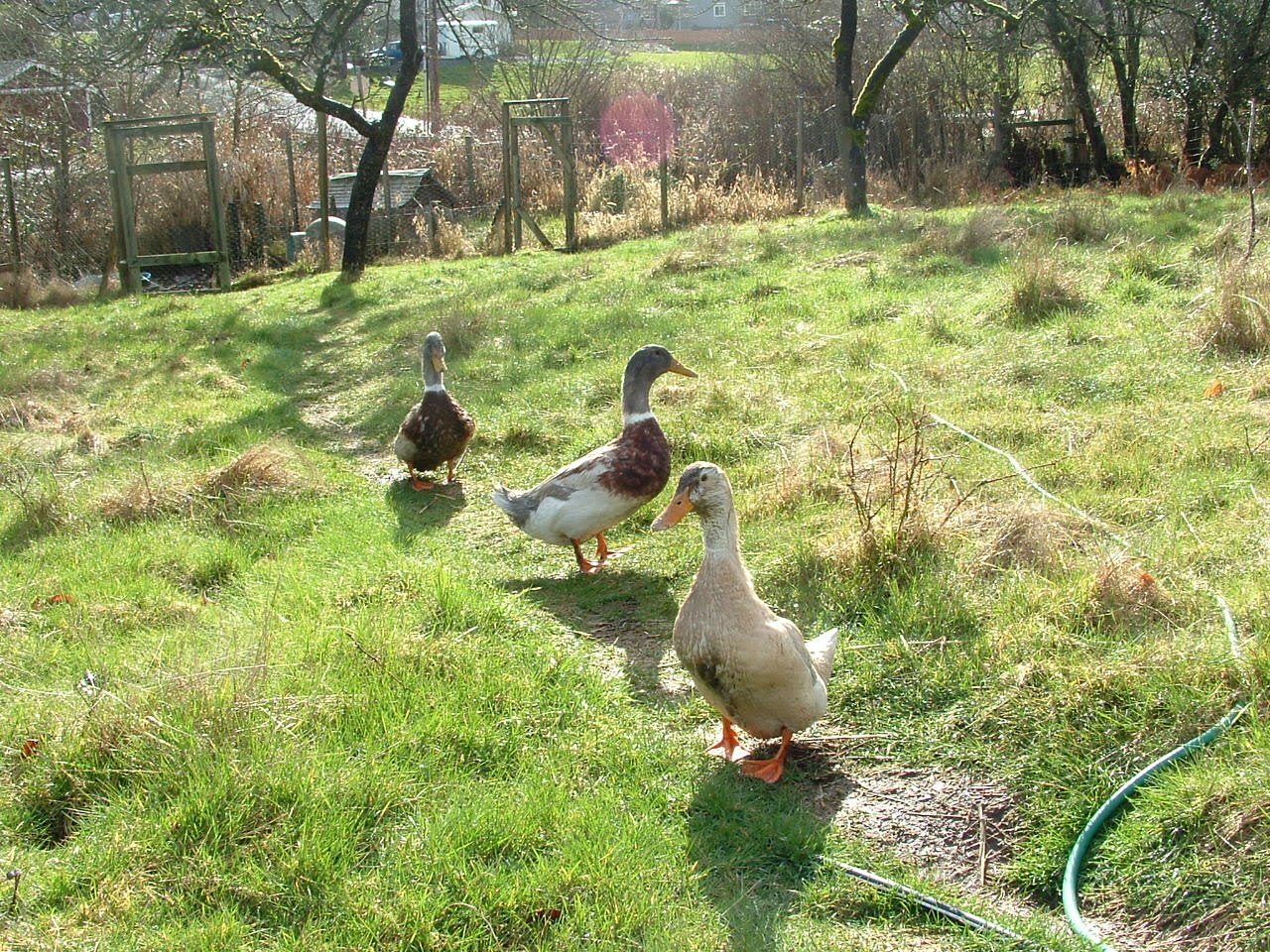 Sheep, Spinach and Strawberries: Saxony Ducks