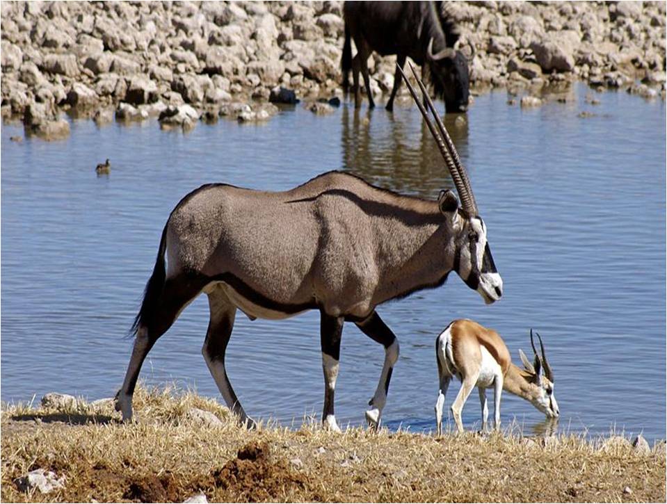 Depois Falamos: Antilopes