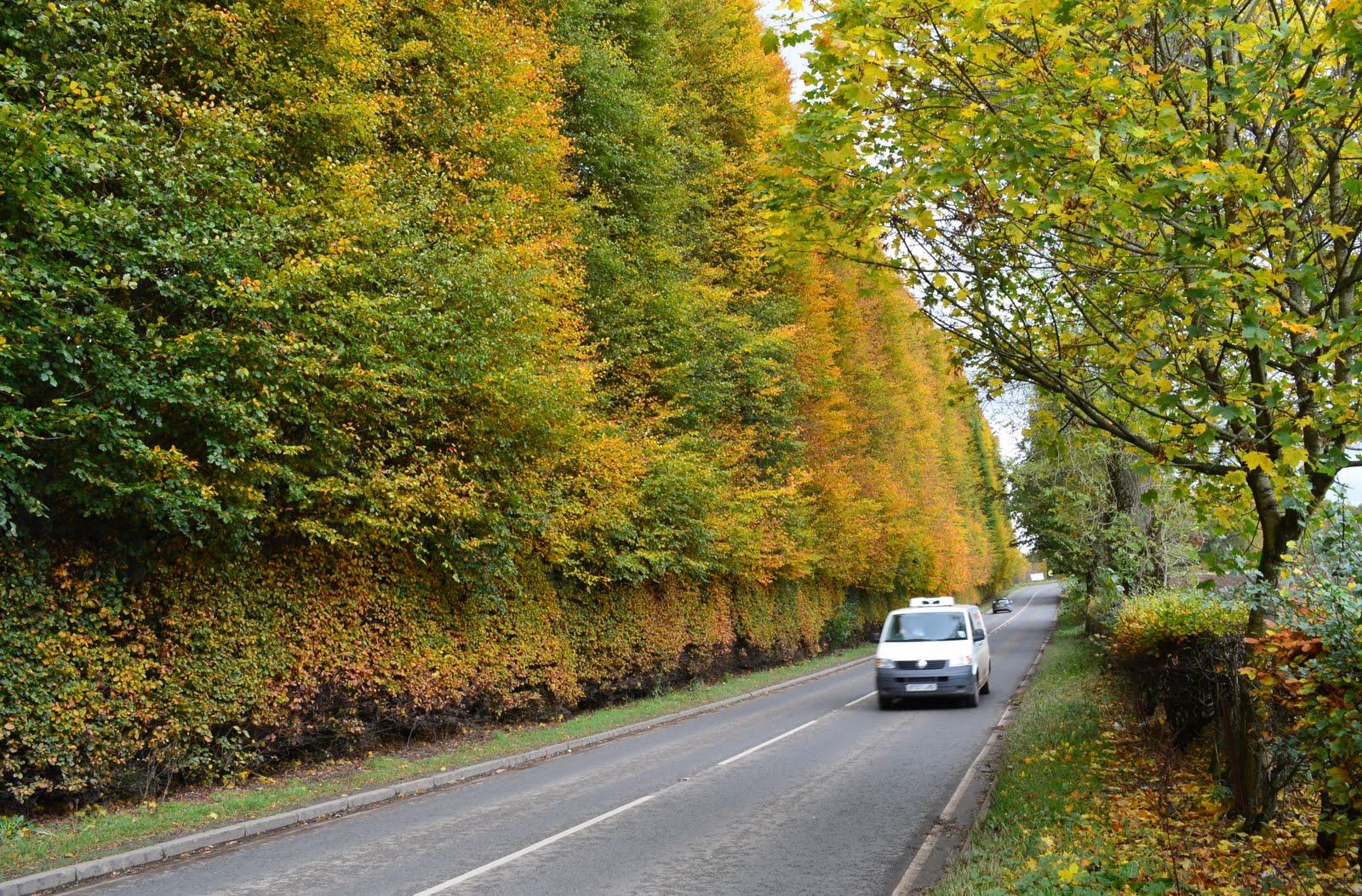 Tour Scotland: Tour Scotland Photographs Autumn Meikleour Beech Hedge ...