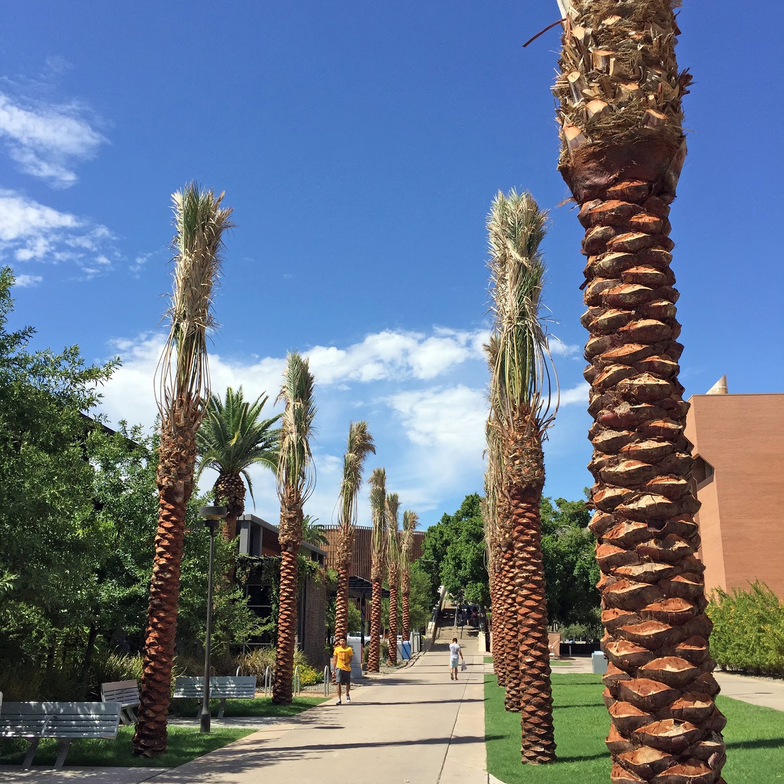 History Adventuring: Why there are new palm trees along Palm Walk at ASU
