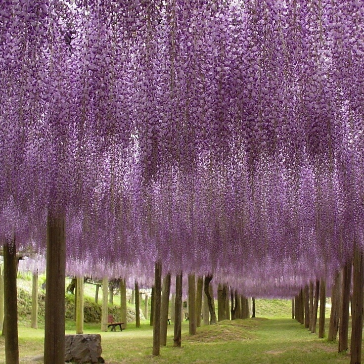 Moon to Moon: Wisteria Arch at Kawachi Fuji Garden