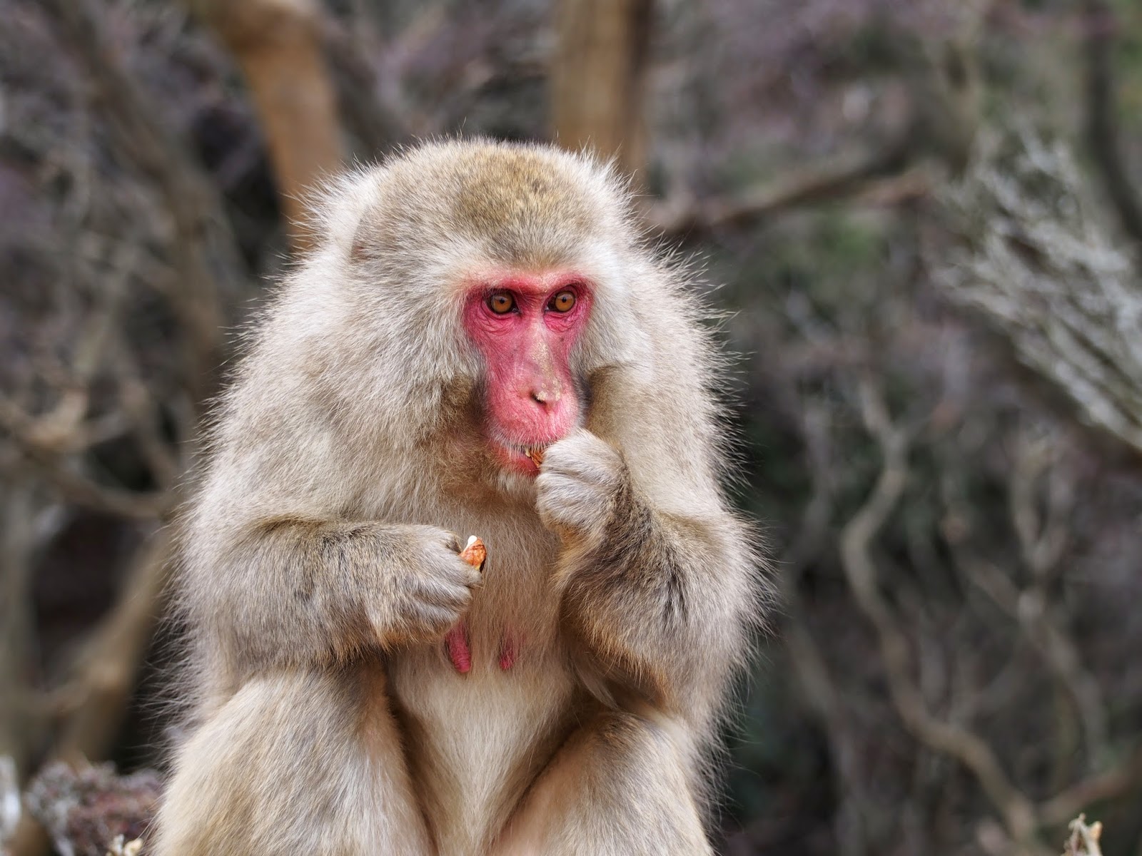 megandboys - in japan 2013: The Bamboo forest, the monkeys and a ride ...