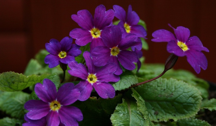 Abriachan Nurseries - The Garden On Loch Ness: Old Fashioned Primroses