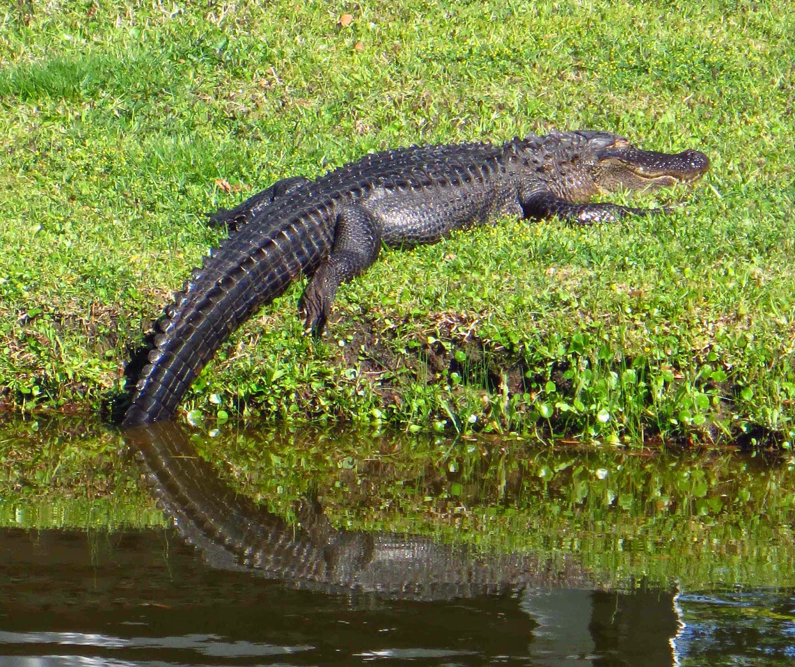 Views from Everywhere: Cute Alligators and Sea Shell Messages