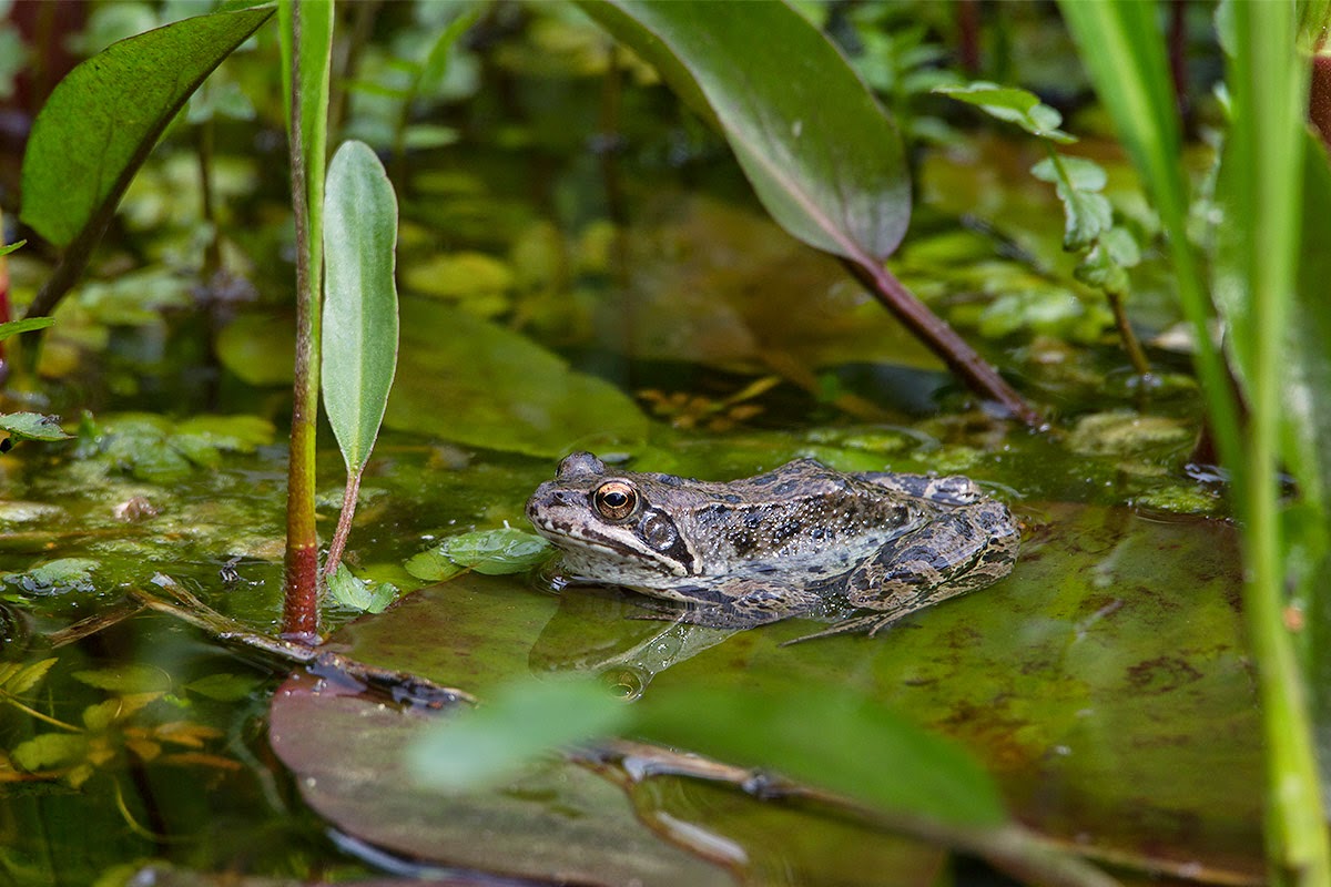 fotoblog van cor fikkert: 2015-05 IJsselmuiden Meerkikker