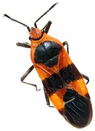 INSECTOS DE P.R. In Memoriam Dr Luis F Martorell y Dr Alain Liogier ,DR ...