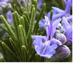 Bunga Rosemary Tanaman Pengusir Nyamuk - Provinsi Sumatera Utara, Danau ...