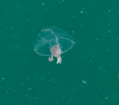 Orca Watcher: Jellyfish Invasion