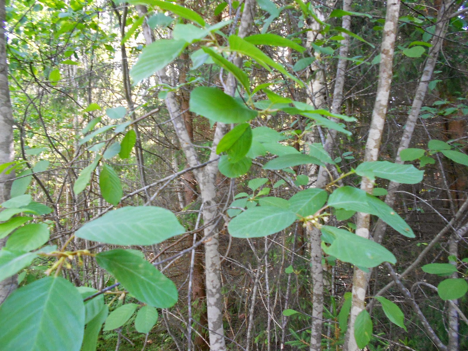 Värjärin pata: Kuoret, puiden puuaines ja lehdet sekä kävyt värjärin ...