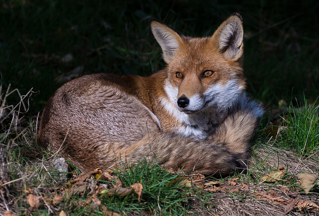 British Wildlife Centre ~ Keeper's Blog: 2018