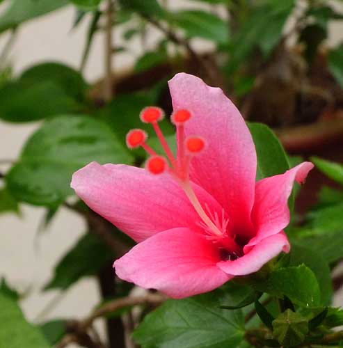 Aun's fotos' corner: Hibiscus flowers - various species