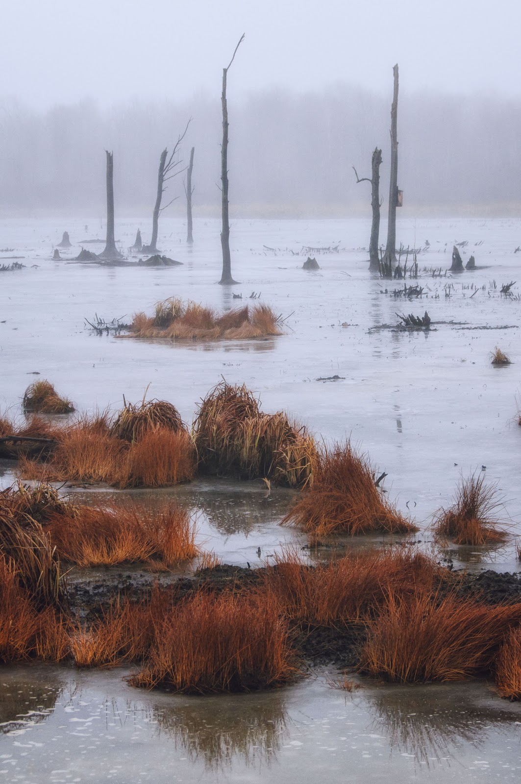 Soul Centered Photography: A foggy day in northern Wisconsin