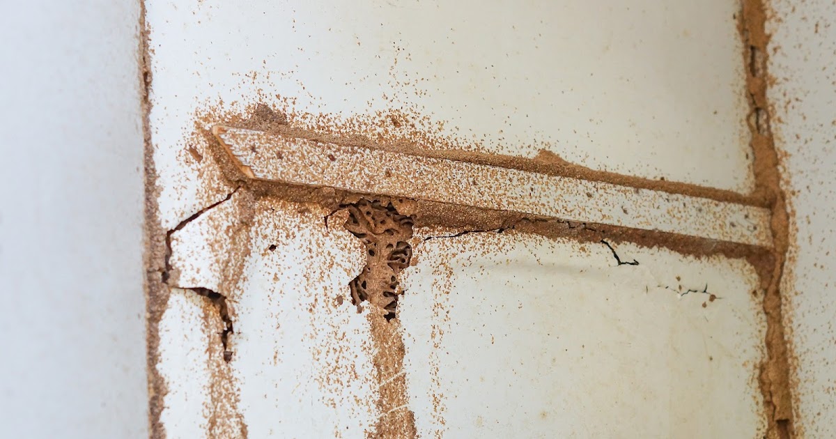 How to identify termite’s presence and control them?