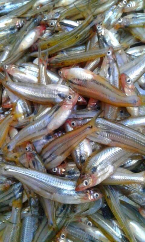 Popular Fishes In Odisha - Odia Khana Khazana | Odisha Recipes | Odisha ...