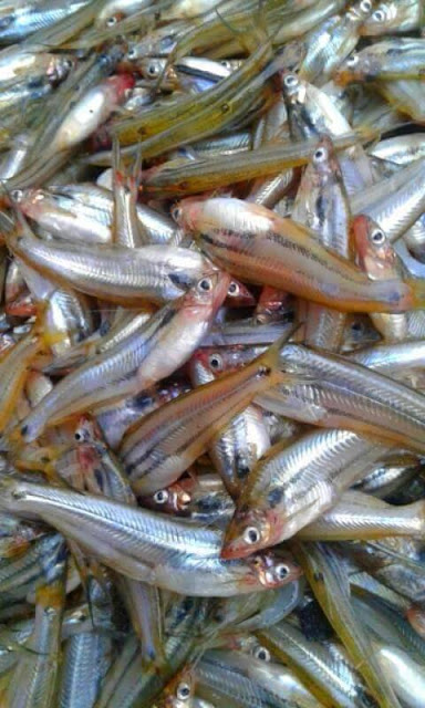 Popular Fishes In Odisha - Odia Khana Khazana | Odisha Recipes | Odisha ...