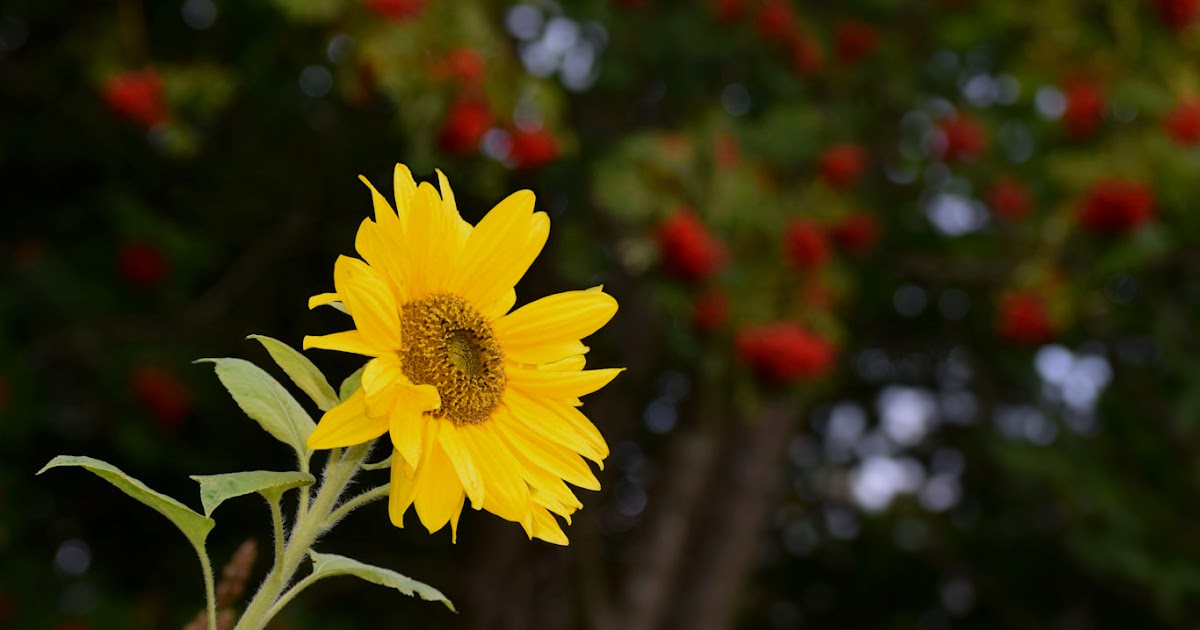 KulTur i Natur: Tankar om en solros