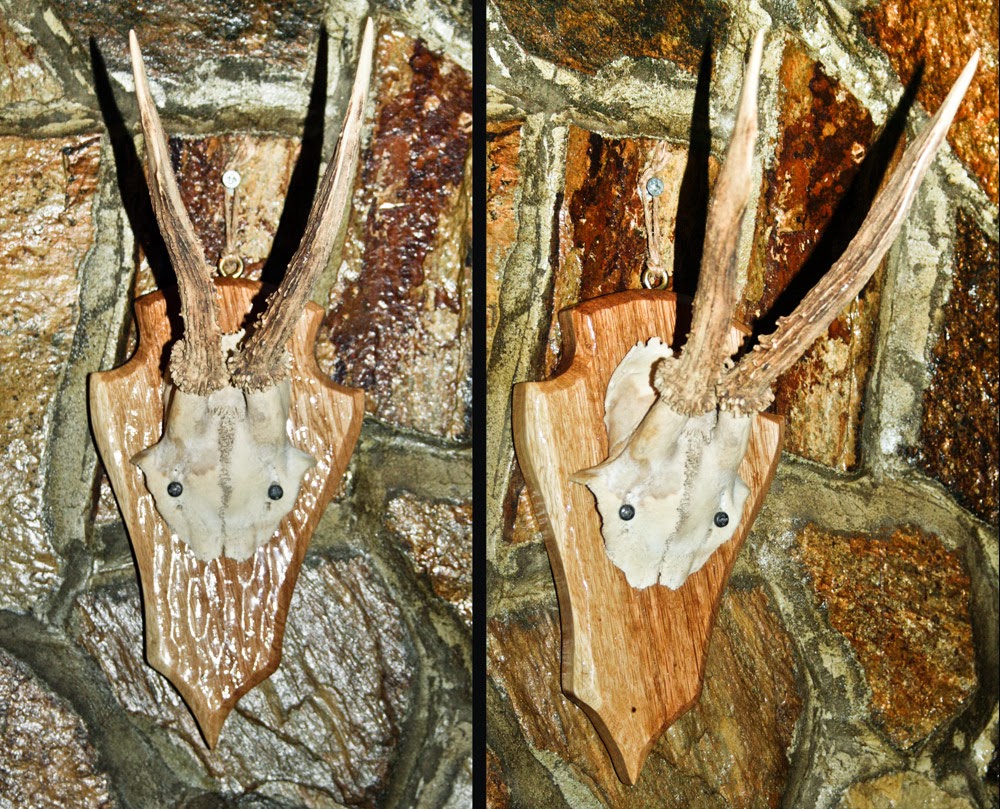 panoplii de vanatoare: trofee de vanatoare, coarne