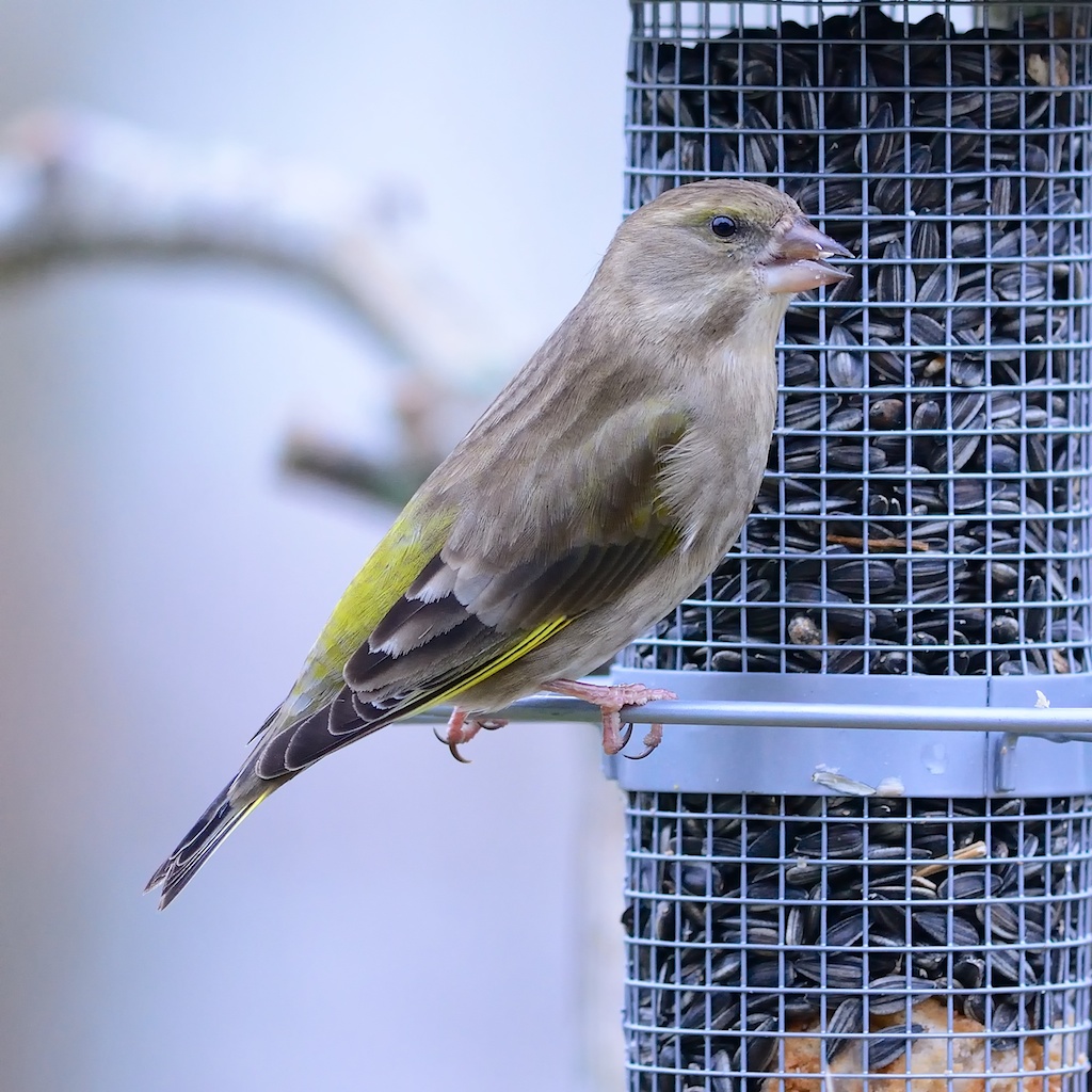 Knuts fugleblogg: Grønnfink