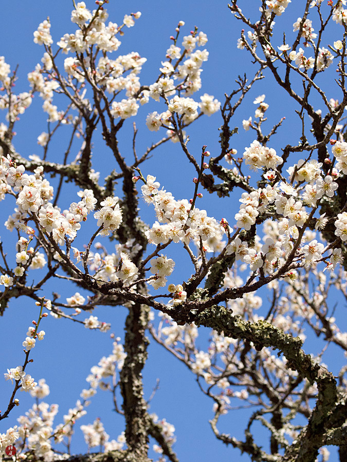 FROM THE GARDEN OF ZEN: March 2012