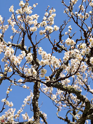 FROM THE GARDEN OF ZEN: March 2012