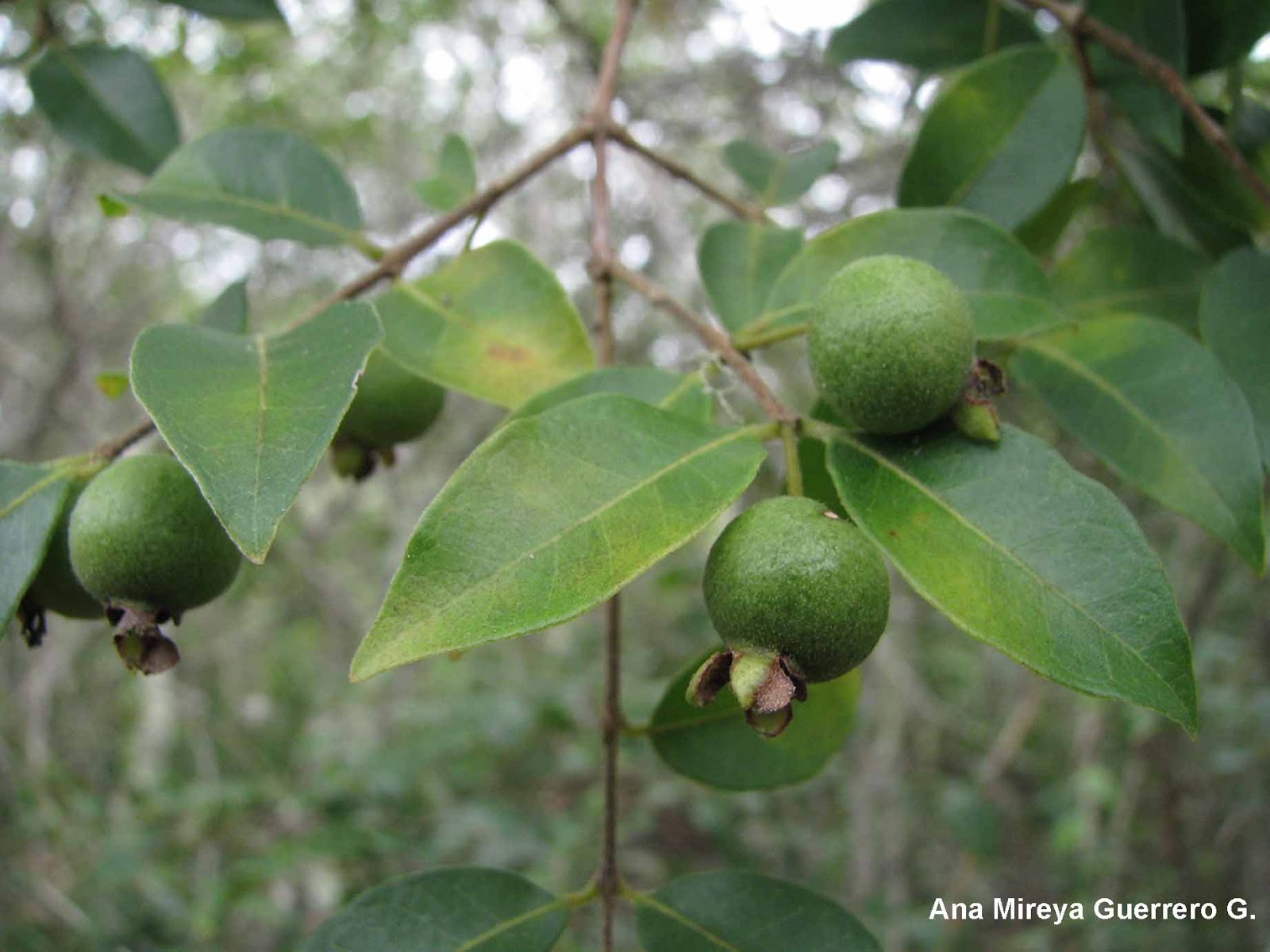 Ecuador: personajes y especies (Galápagos y Continente): Plantas ...
