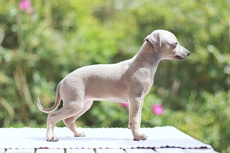 Szczeniaki Charcika Włoskiego