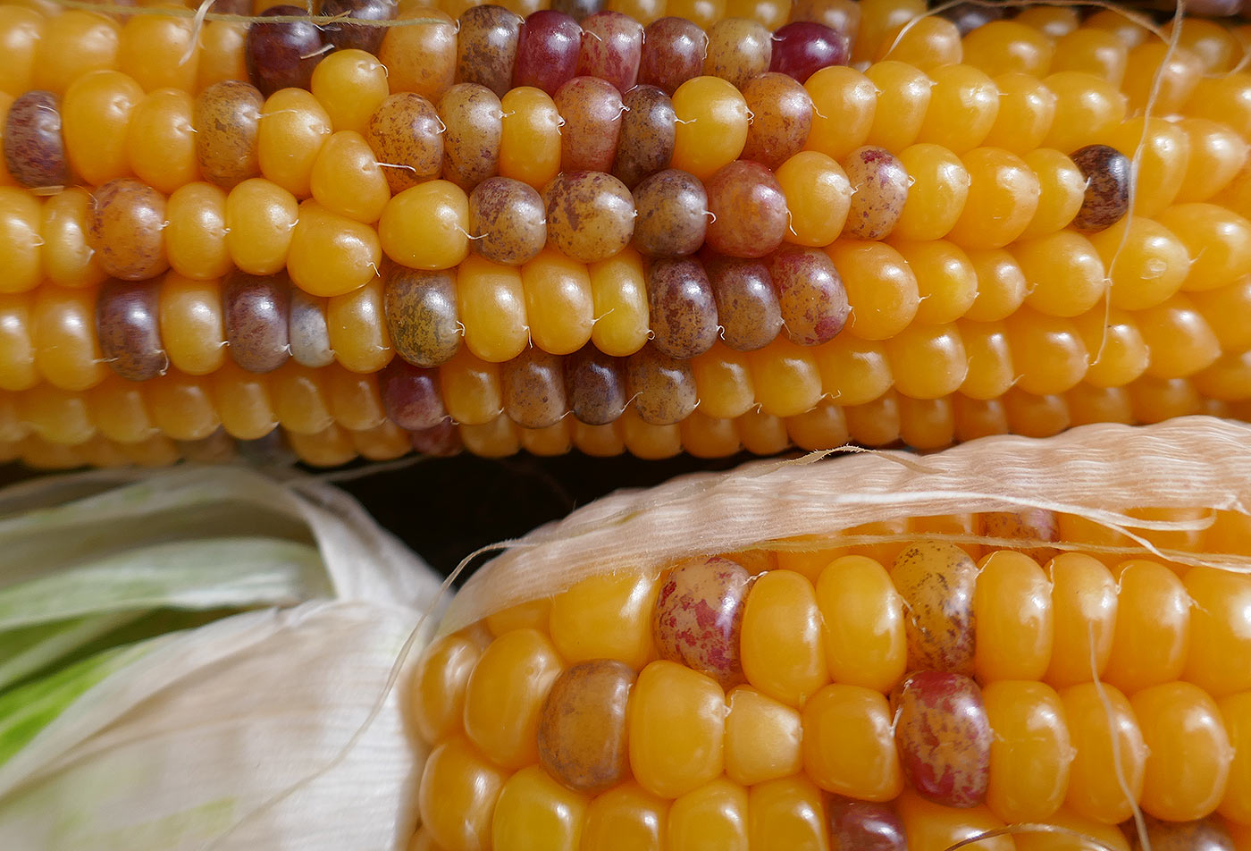 Gartenzone: Im Farbenrausch des Popcornmais