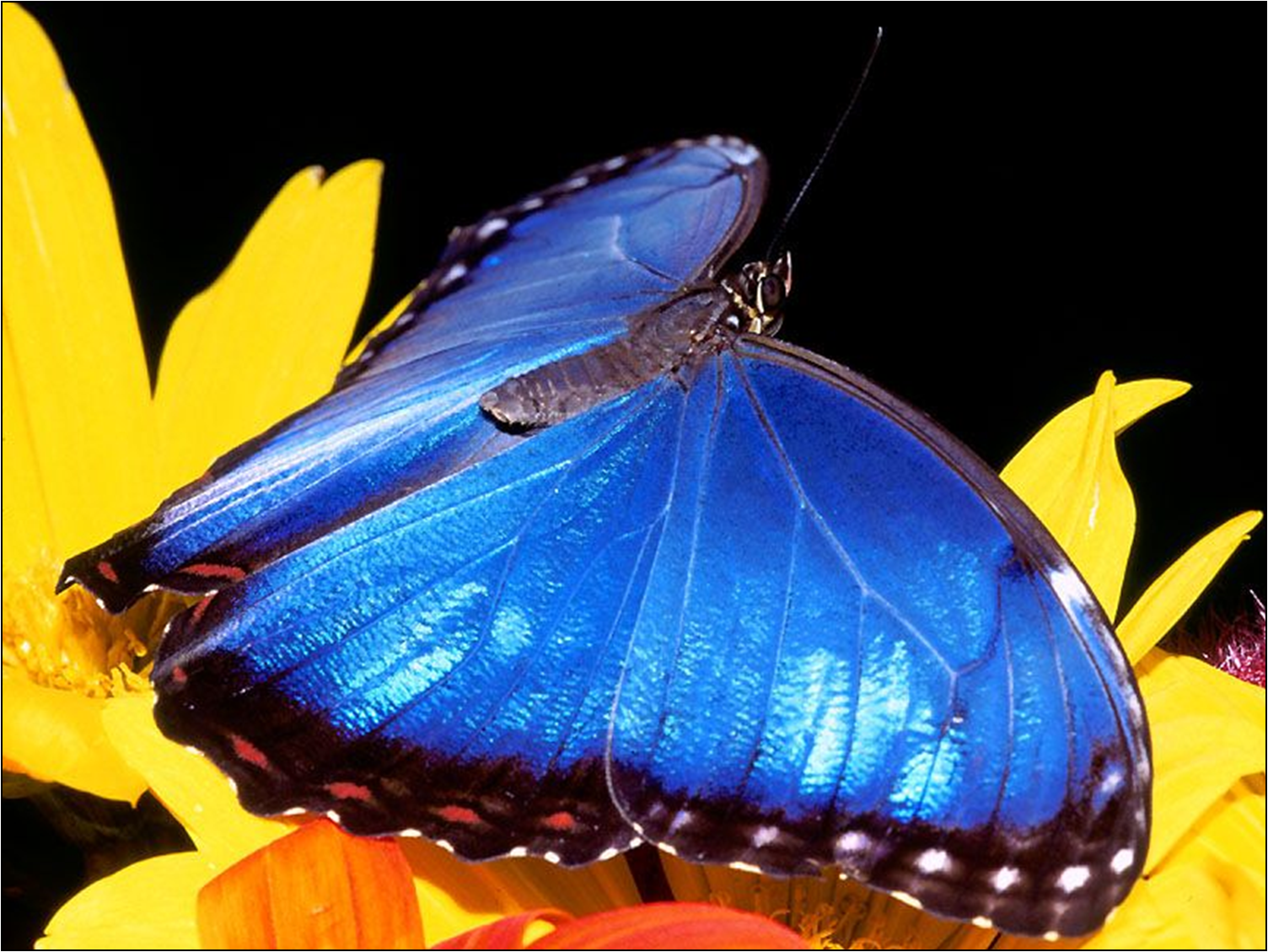 Imagenes fotografias de Mariposas: Wallpaper Imagen mariposa azul [26 ...
