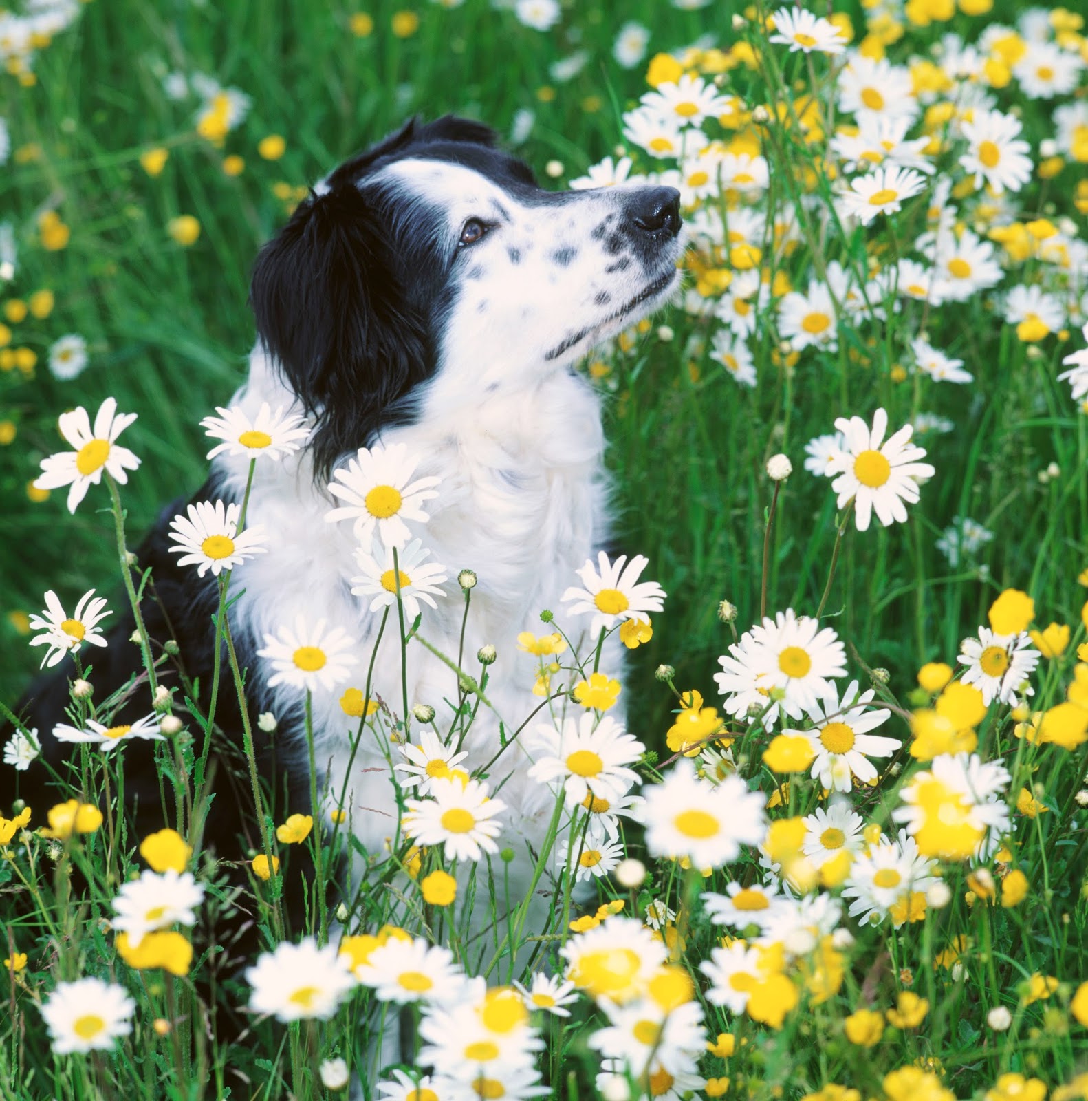 Poze comice cu animale / caini de rasa