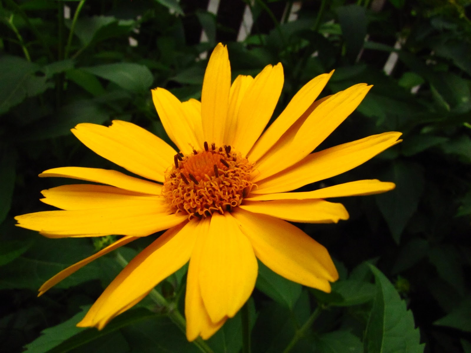 Ritos receptai : Liepos žiedai