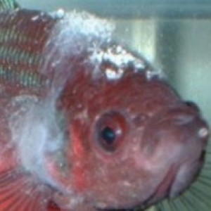 Meu Flowerhorn: Doenças e Tratamentos