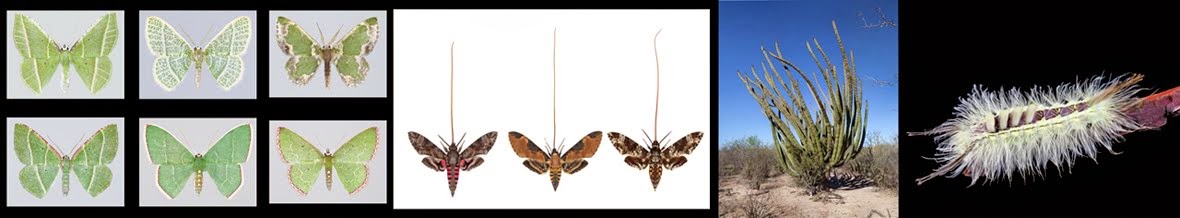 Joseph Scheer: Exhibitions