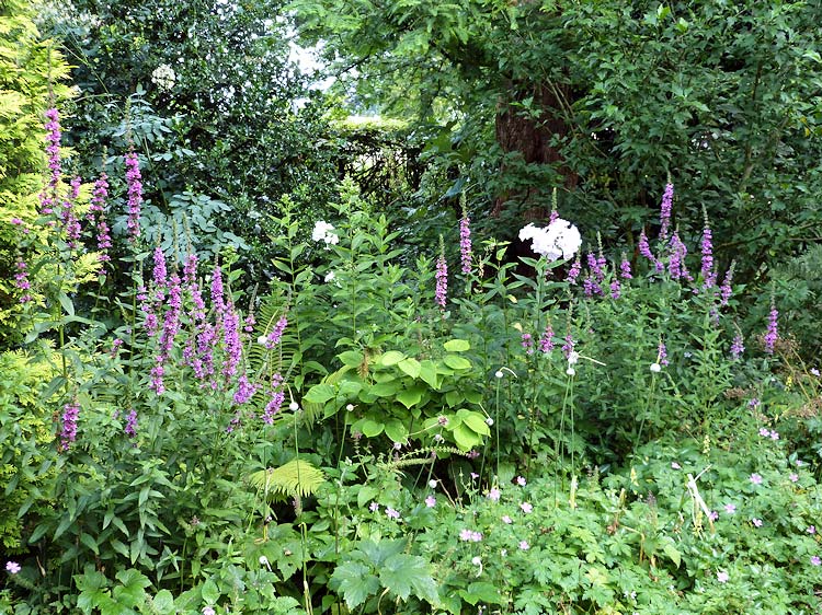 Spinrag: Kattenstaart: een miskende tuinplant.