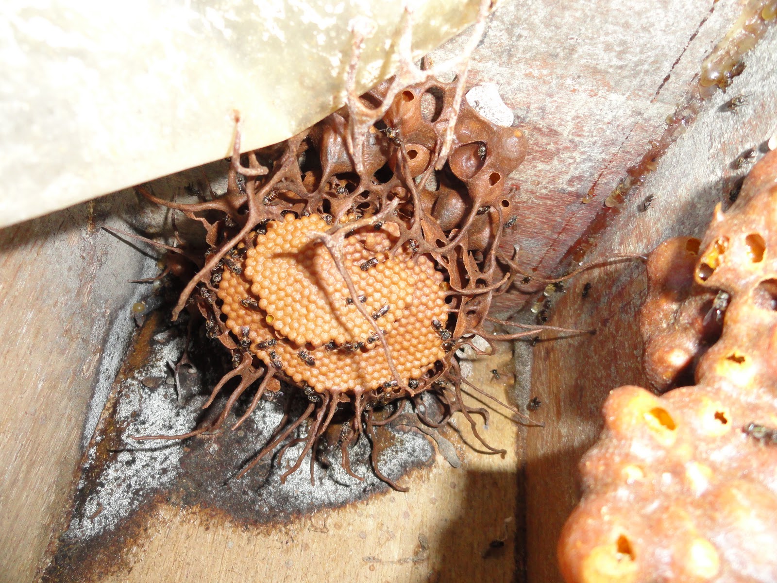 abelhaindigena: Abelha Mirim guaçu - nome científico: Plebéia remota