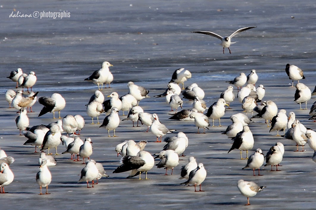 Photographis: Fly On - Coldplay